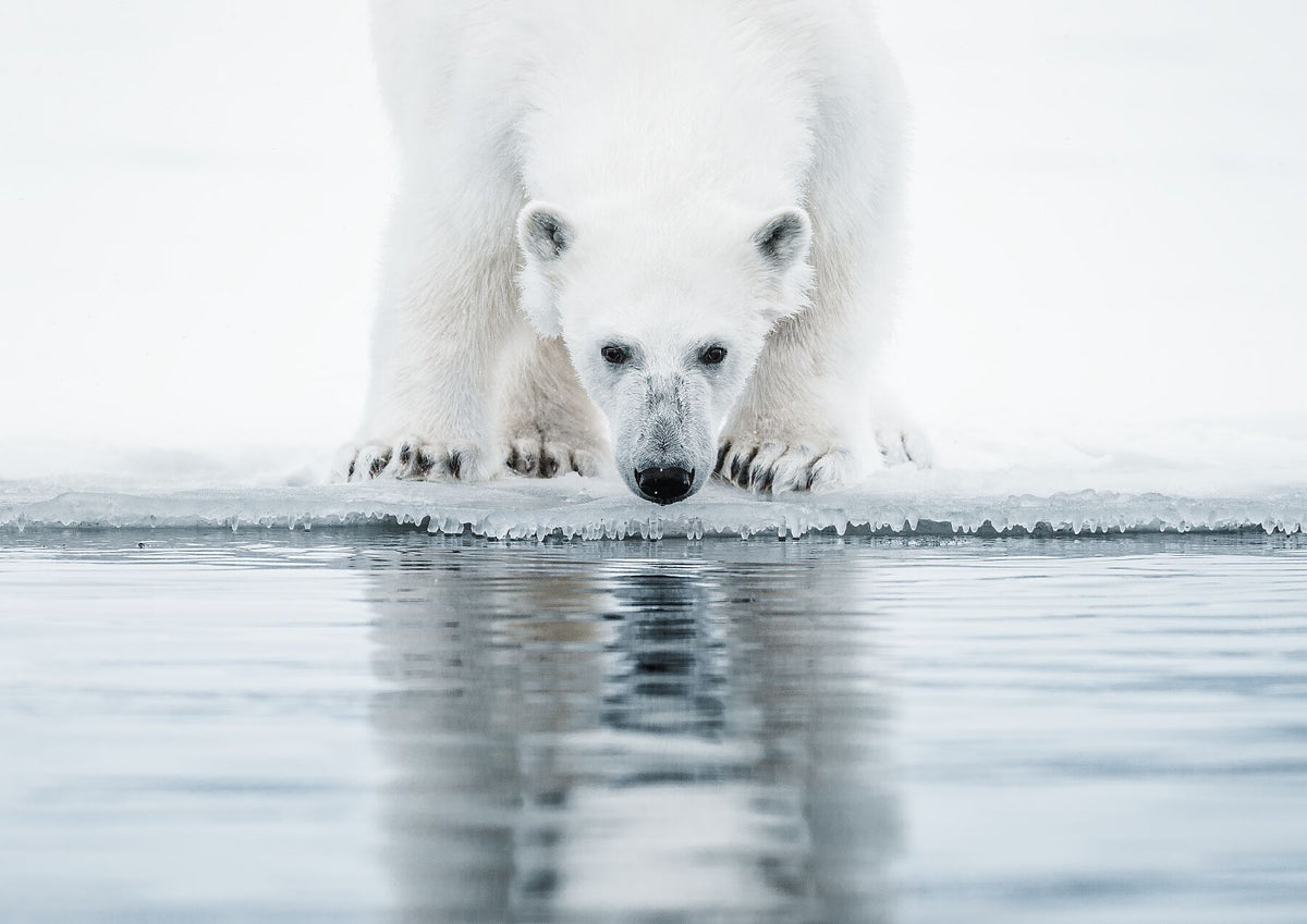 At the Edge of the Ice – Benjamin Hardman Studio